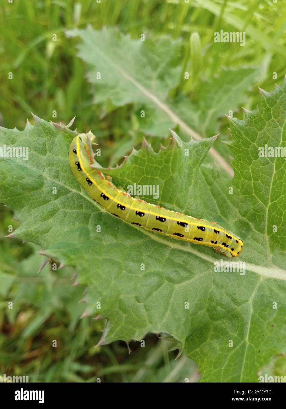 Sword-grass (Xylena exsoleta Stock Photo - Alamy