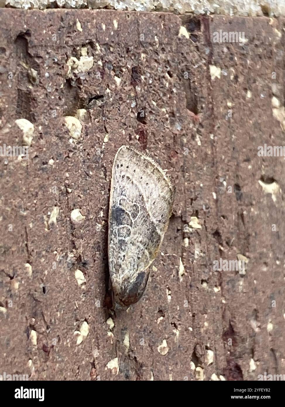 Wedgling Moth (Galgula partita Stock Photo - Alamy