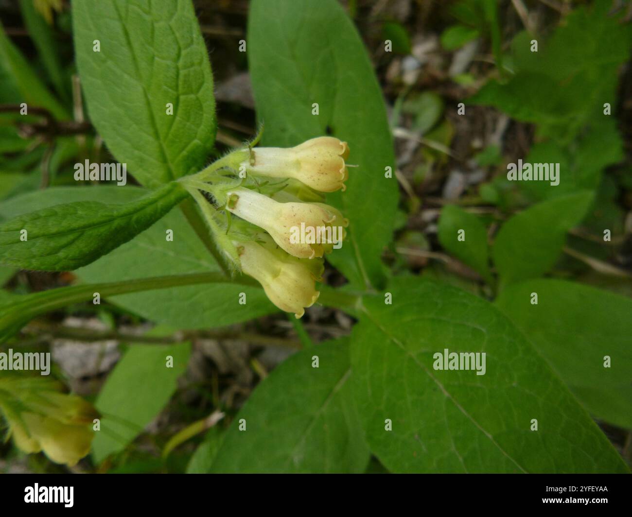 Tuberous Comfrey (Symphytum tuberosum Stock Photo - Alamy