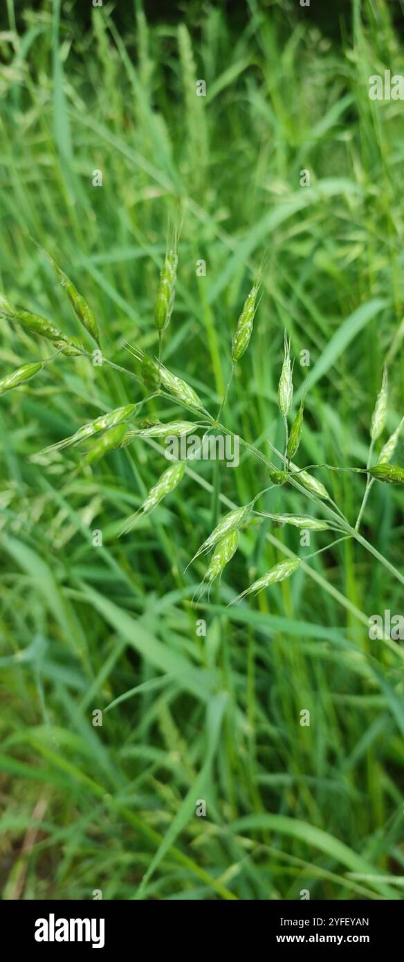 common soft brome (Bromus hordeaceus Stock Photo - Alamy