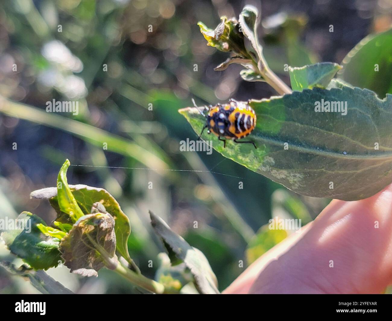 Harlequin Bug (Murgantia histrionica Stock Photo - Alamy