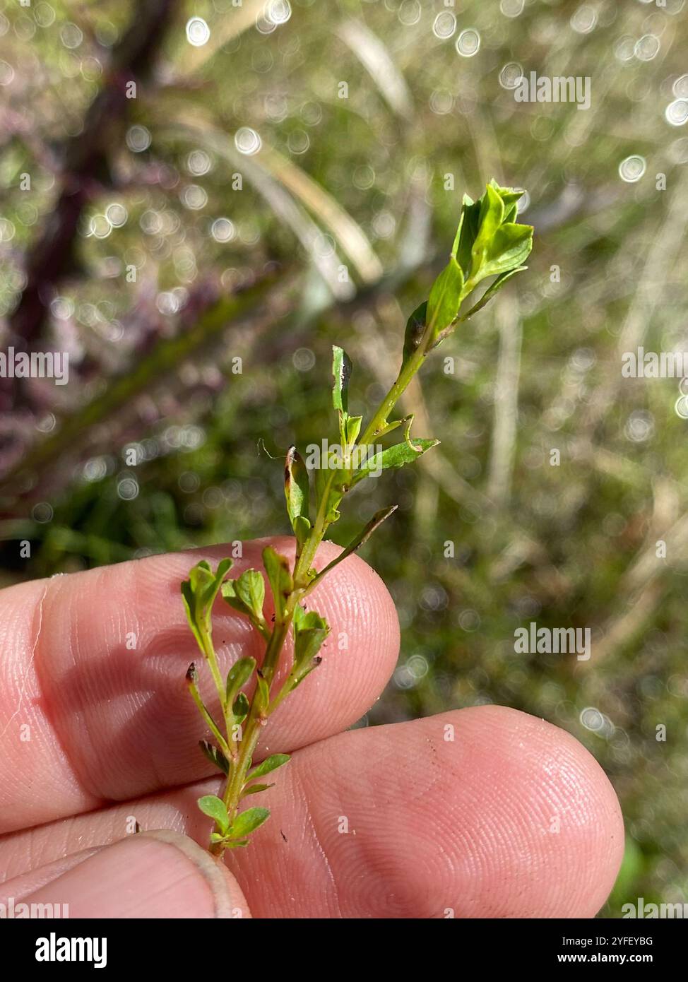 Smallfruit Primrose-Willow (Ludwigia microcarpa Stock Photo - Alamy