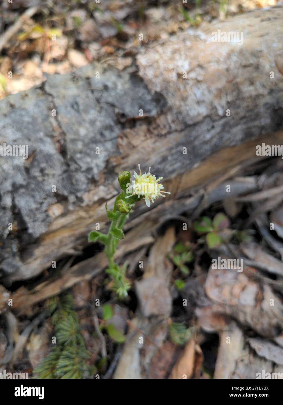 Arctic Butterbur (Petasites frigidus Stock Photo - Alamy