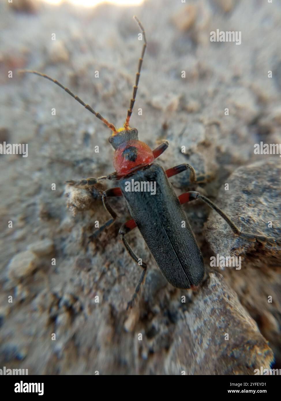 Rustic Sailor Beetle (Cantharis rustica Stock Photo - Alamy