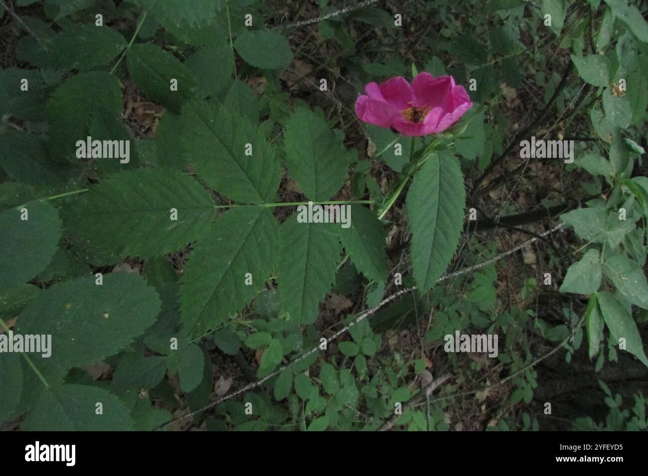 Cinnamon Rose (Rosa majalis Stock Photo - Alamy