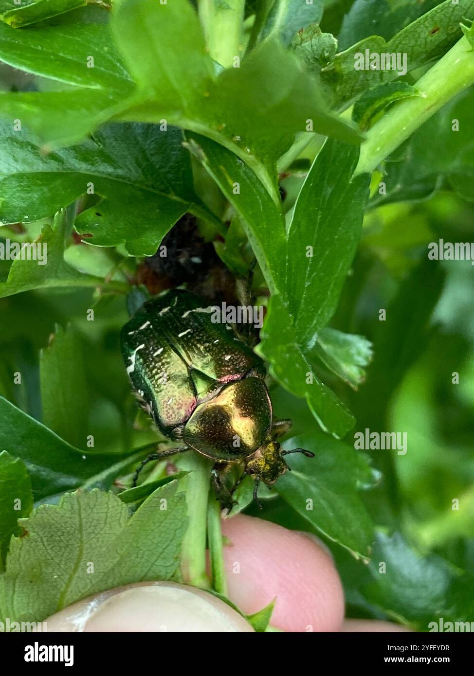 European Rose Chafer (Cetonia aurata Stock Photo - Alamy