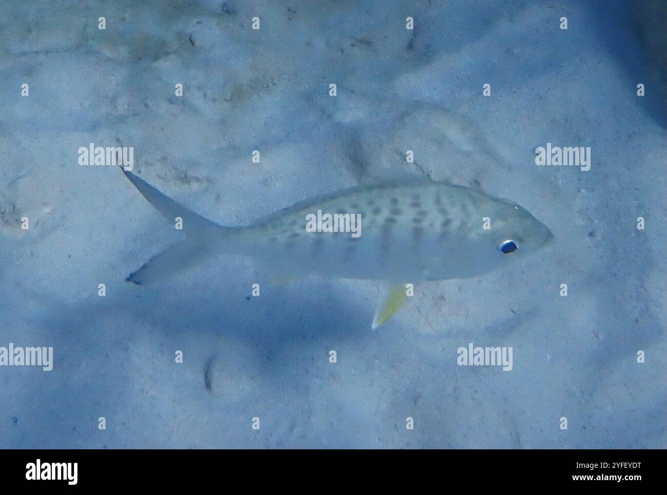 Yellowfin Mojarra (Gerres cinereus Stock Photo - Alamy
