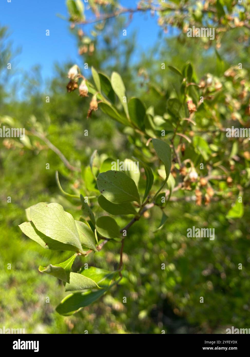 sparkleberry (Vaccinium arboreum Stock Photo - Alamy