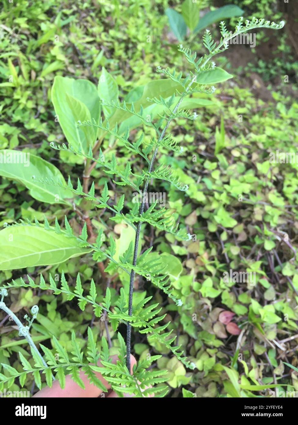 Silverback and Goldback Ferns (Pityrogramma Stock Photo - Alamy