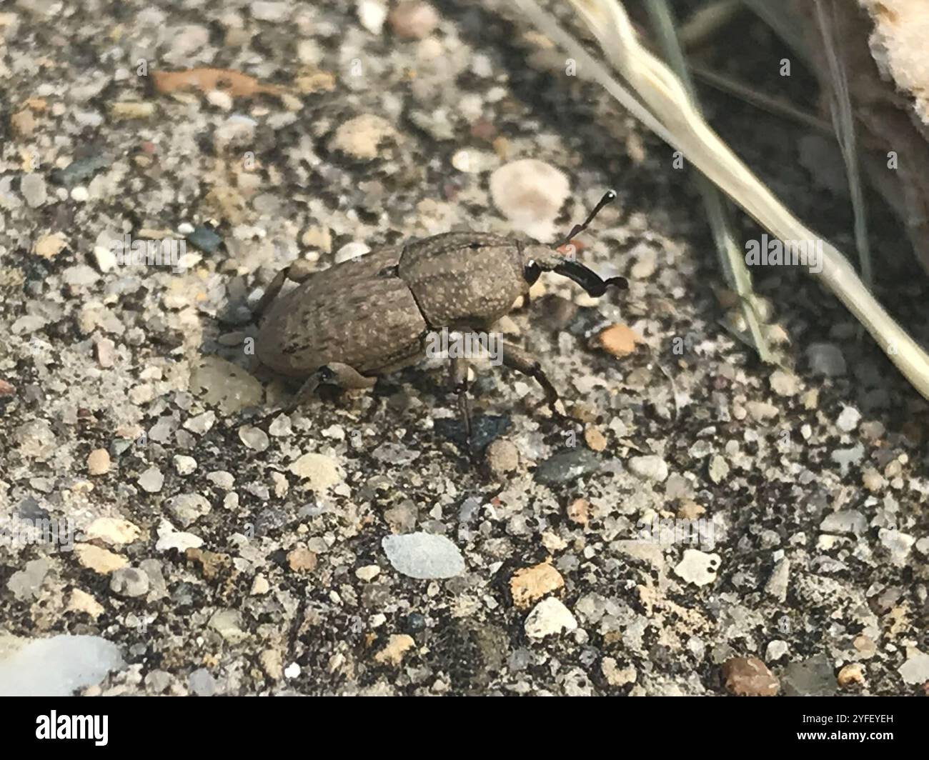 Billbug Weevils (Sphenophorus Stock Photo - Alamy