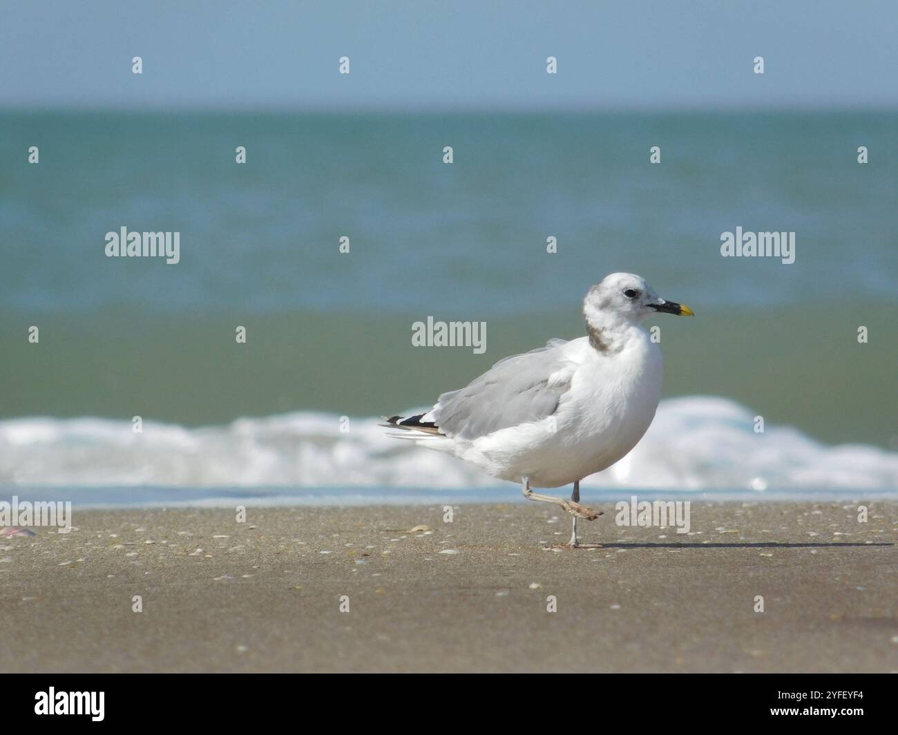 Sabine's Gull (Xema sabini Stock Photo - Alamy