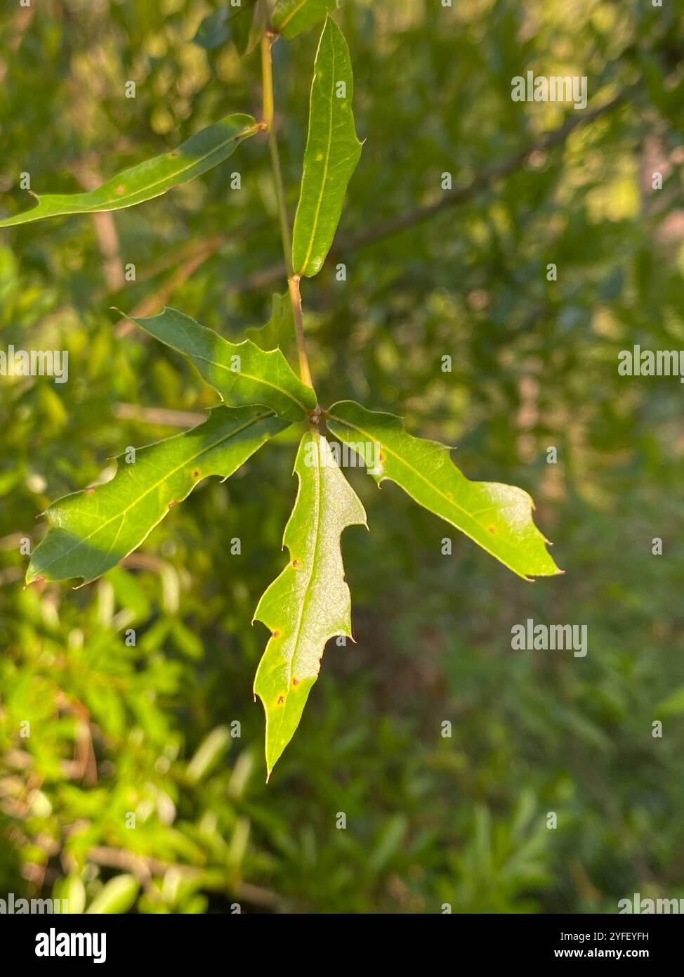 Darlington Oak (Quercus hemisphaerica Stock Photo - Alamy