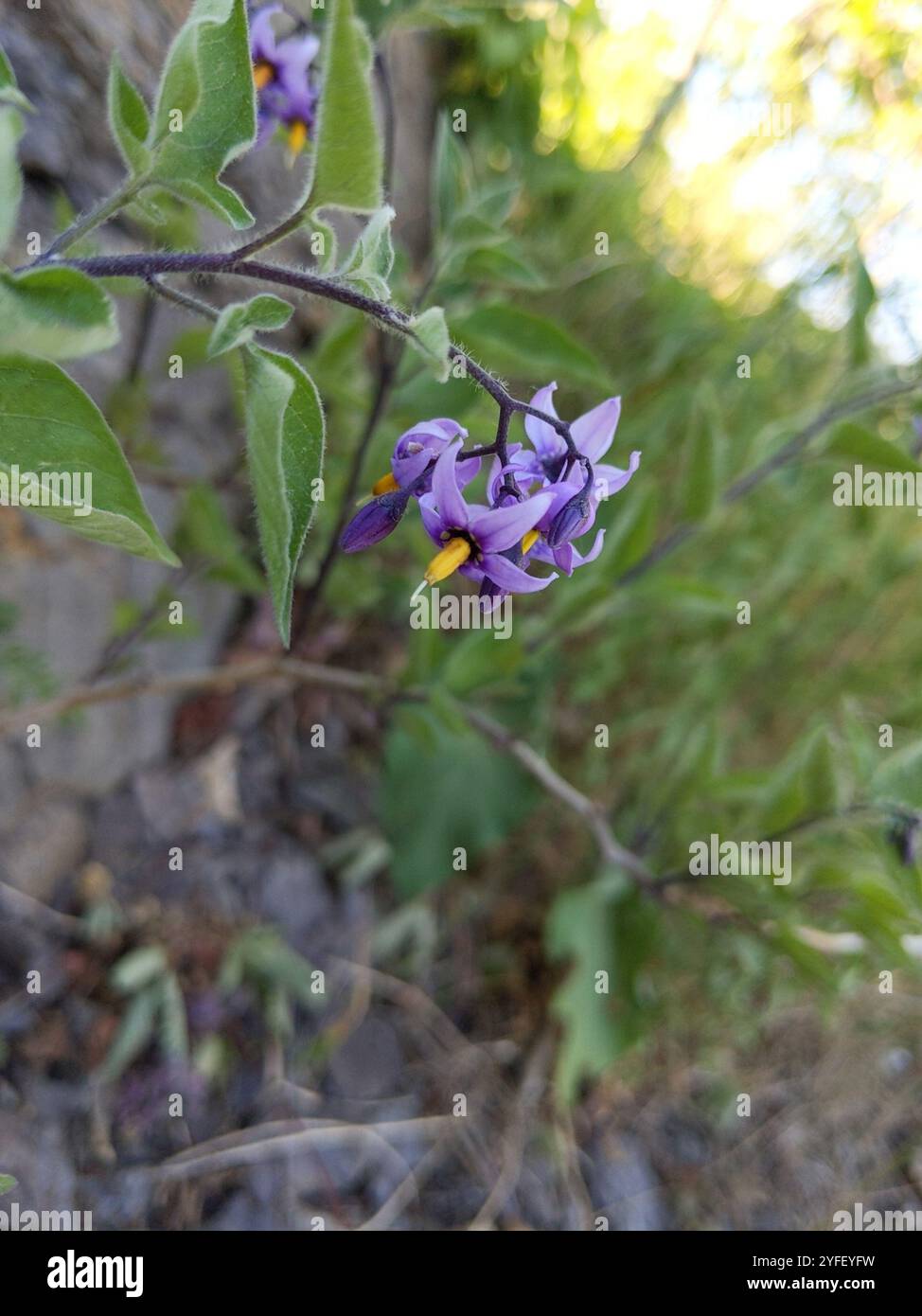 bittersweet nightshade (Solanum dulcamara Stock Photo - Alamy