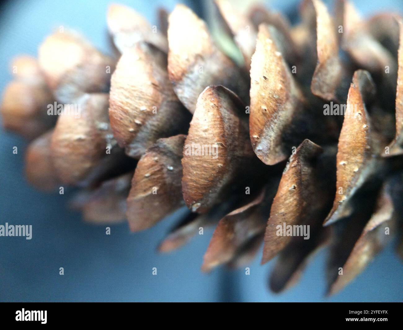 red spruce (Picea rubens Stock Photo - Alamy