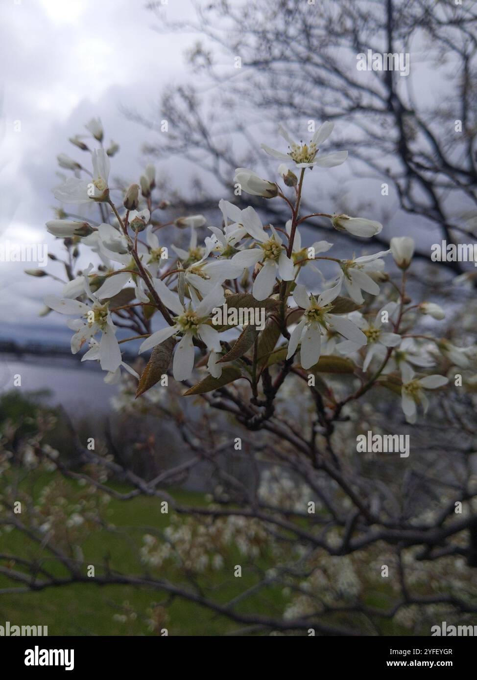 common serviceberry (Amelanchier arborea Stock Photo - Alamy