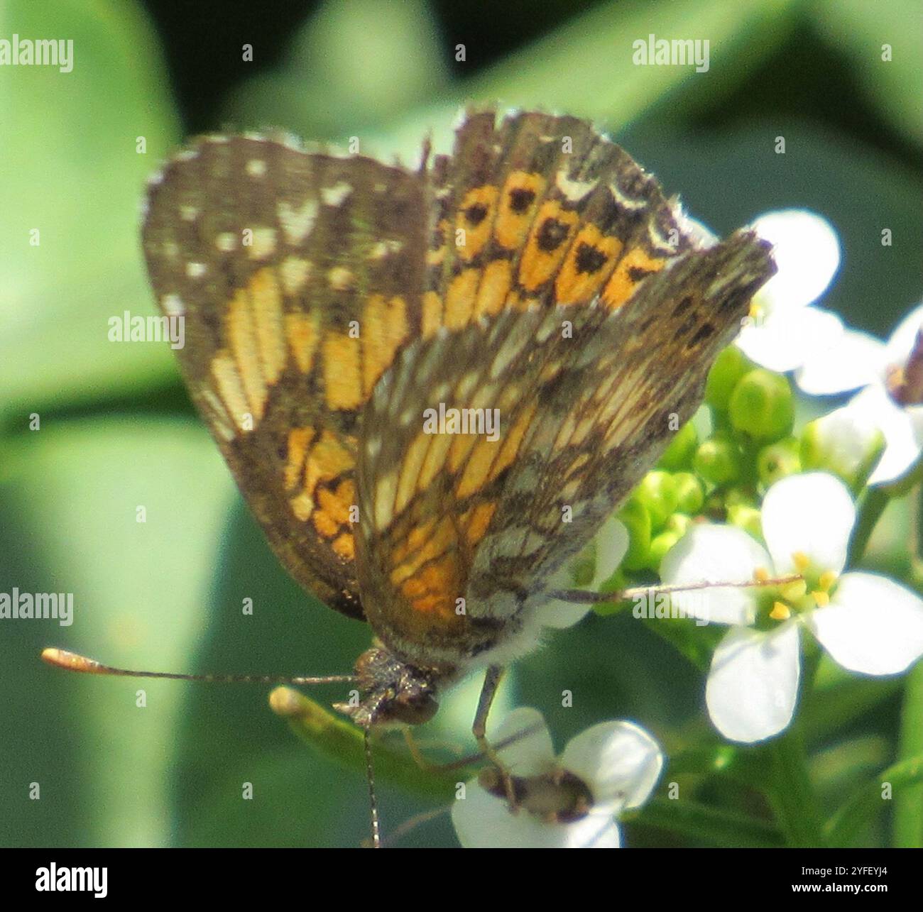 Gorgone checkerspot hi-res stock photography and images - Alamy