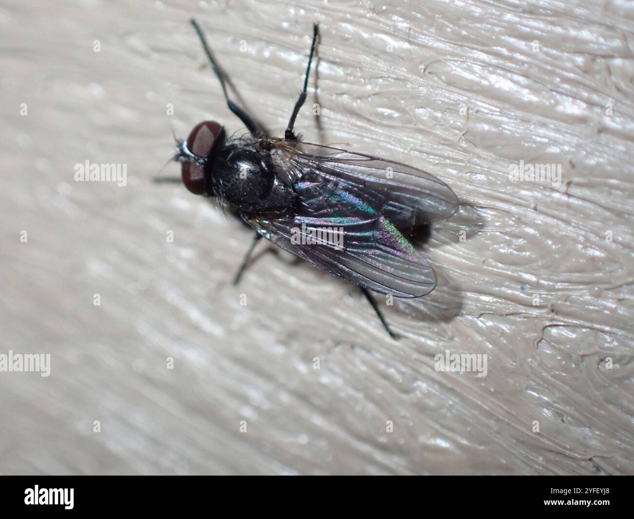 Calyptrate hi-res stock photography and images - Alamy