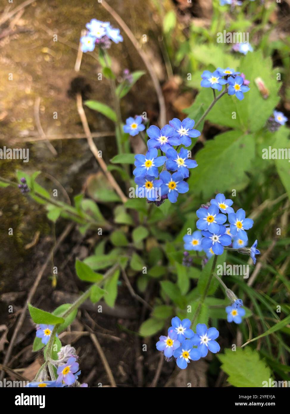 Wood Forget-me-not (Myosotis sylvatica Stock Photo - Alamy