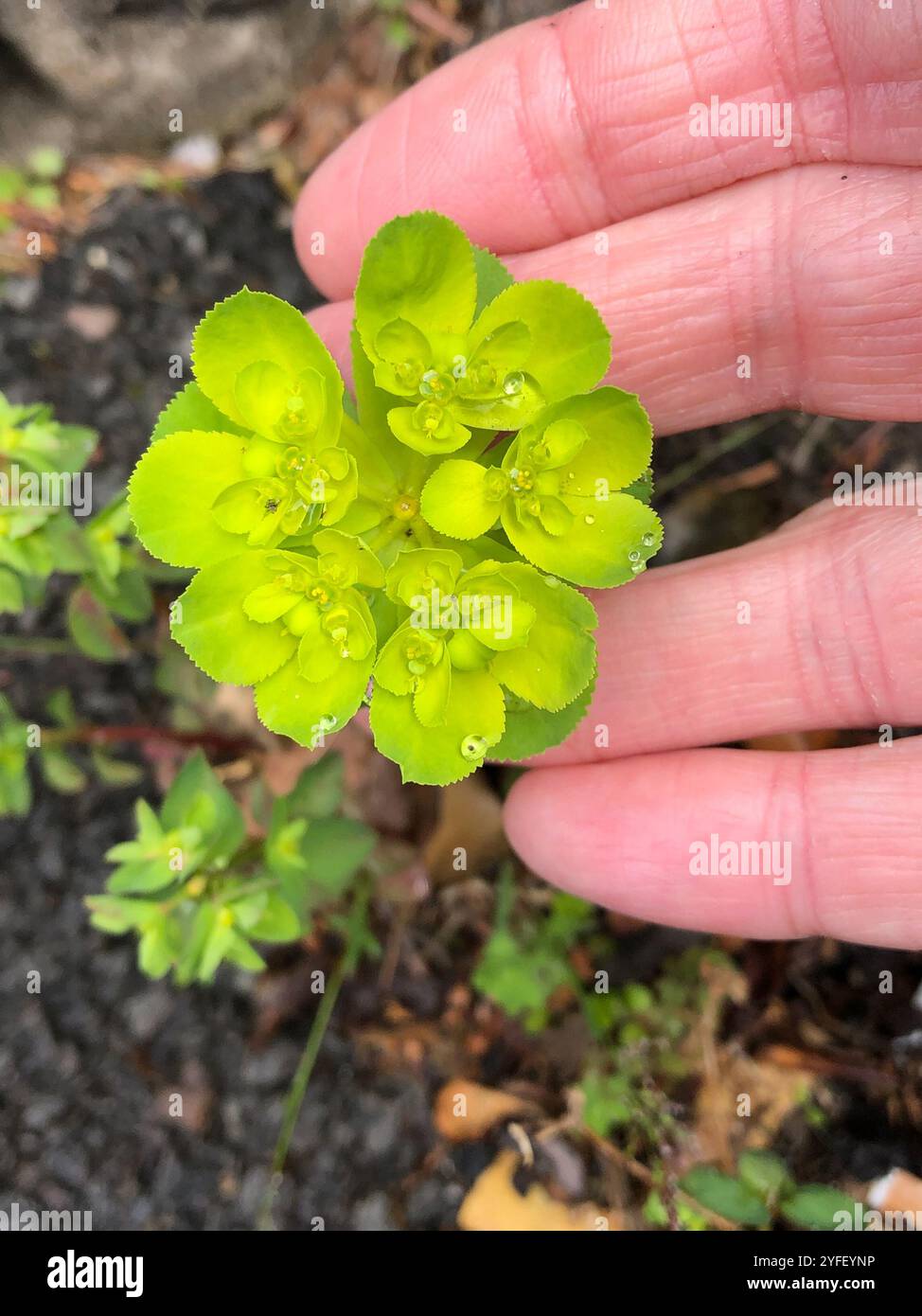 Sun spurge (Euphorbia helioscopia Stock Photo - Alamy