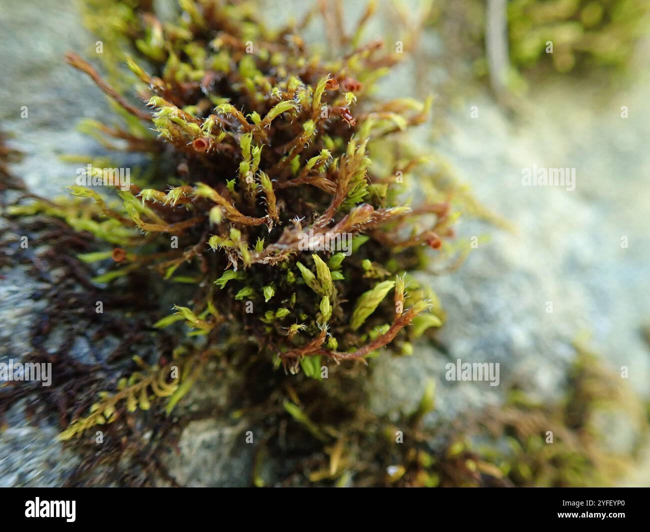 Schistidium papillosum hi-res stock photography and images - Alamy