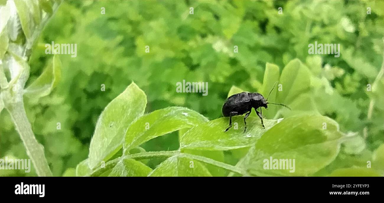 Western Grape Rootworm (Bromius obscurus Stock Photo - Alamy