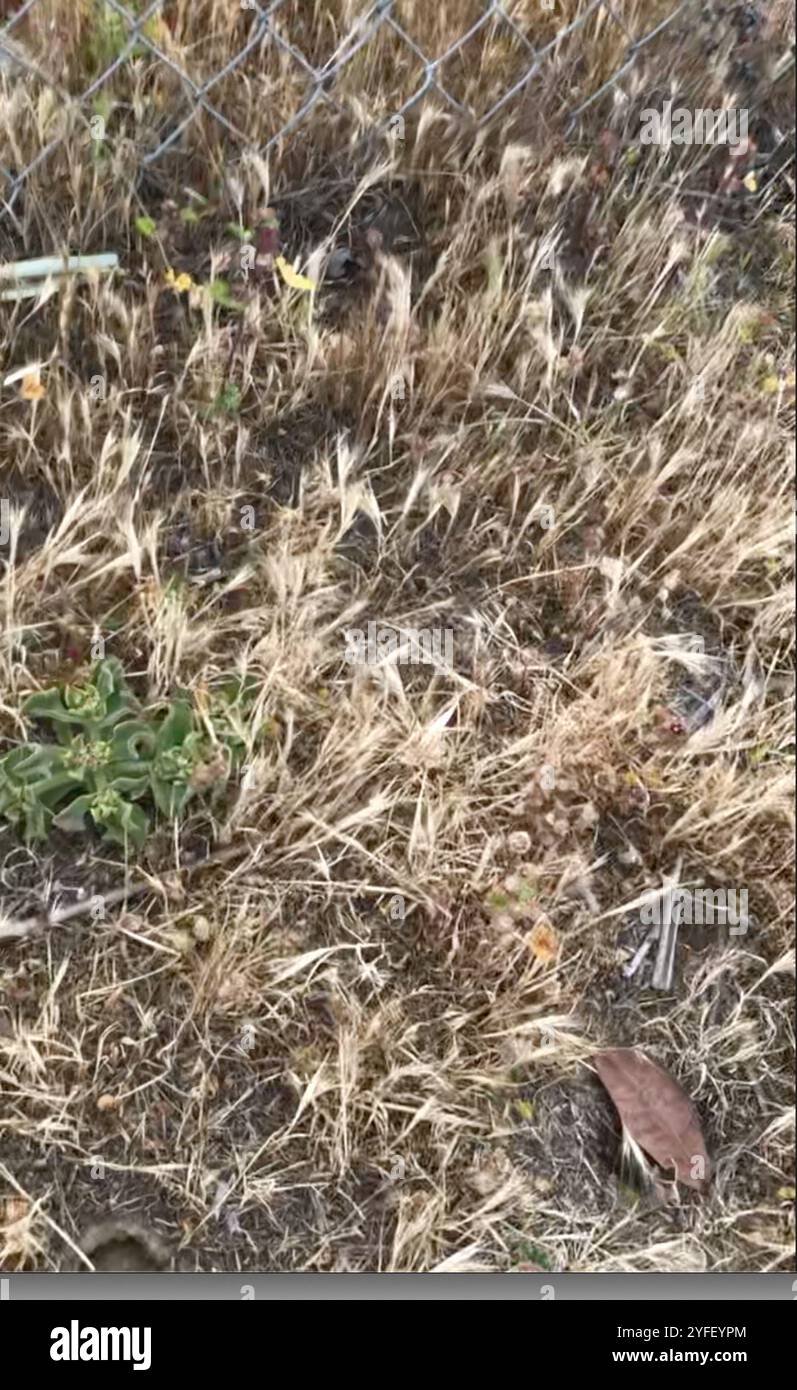 Red Brome (Bromus rubens Stock Photo - Alamy