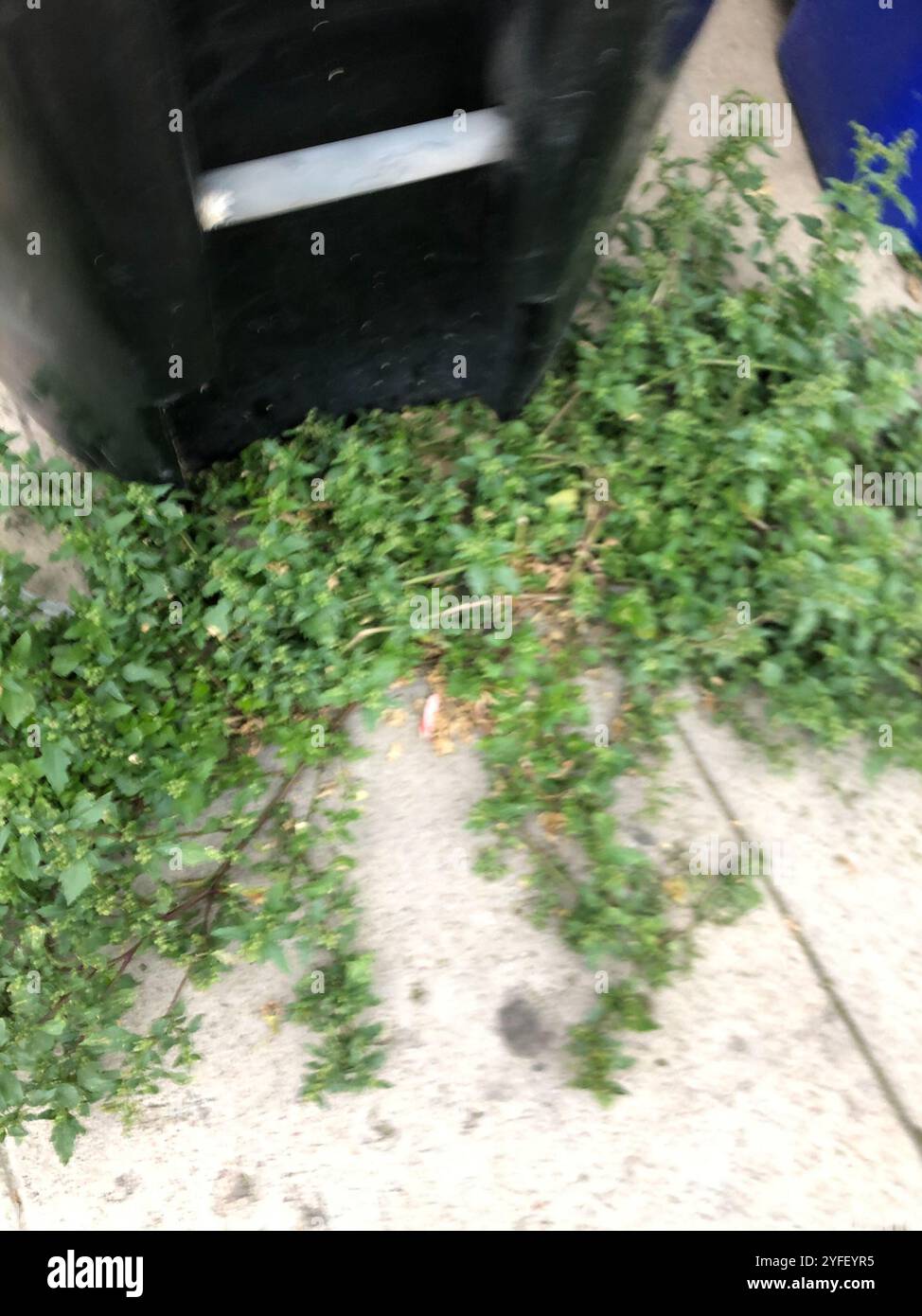 pellitory-of-the-wall (Parietaria judaica Stock Photo - Alamy