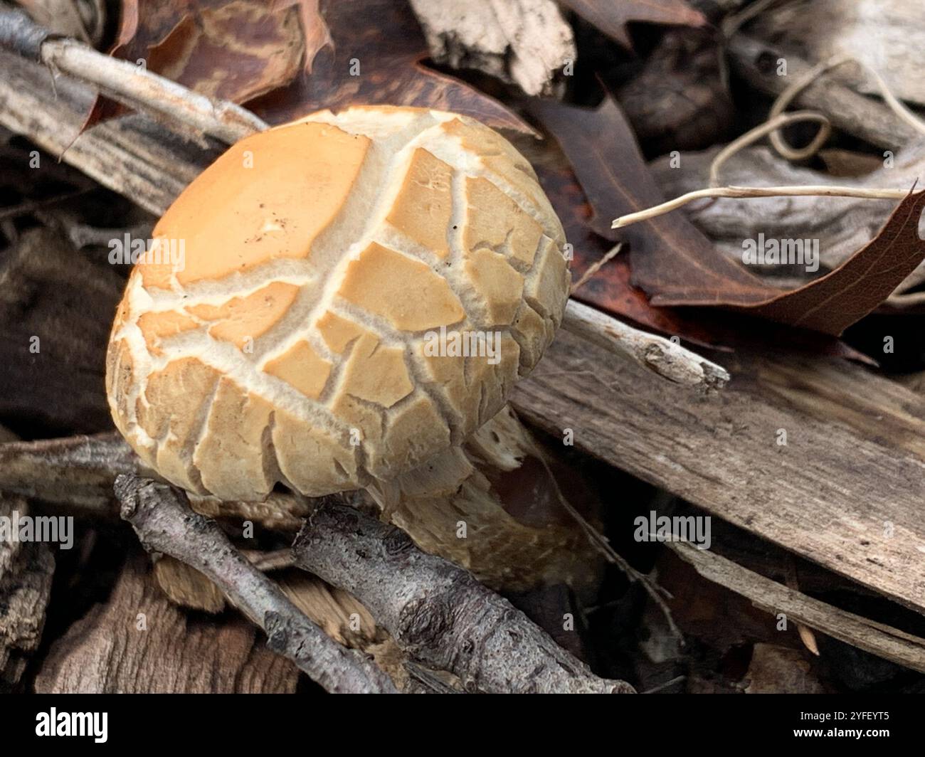 Spring Fieldcap (Agrocybe praecox Stock Photo - Alamy