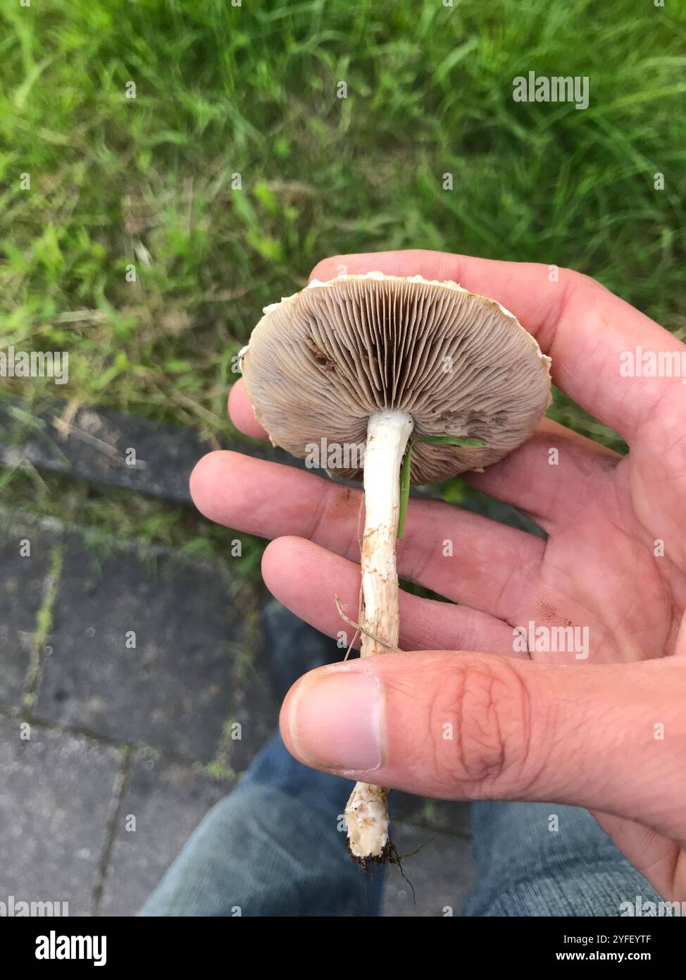 Spring Fieldcap (Agrocybe praecox Stock Photo - Alamy