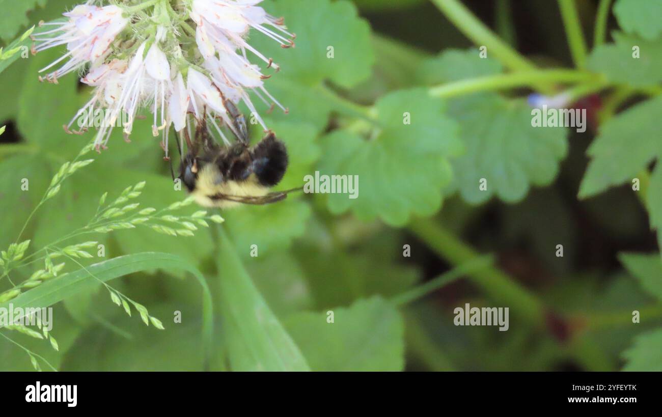 Half-black Bumble Bee (Bombus vagans Stock Photo - Alamy