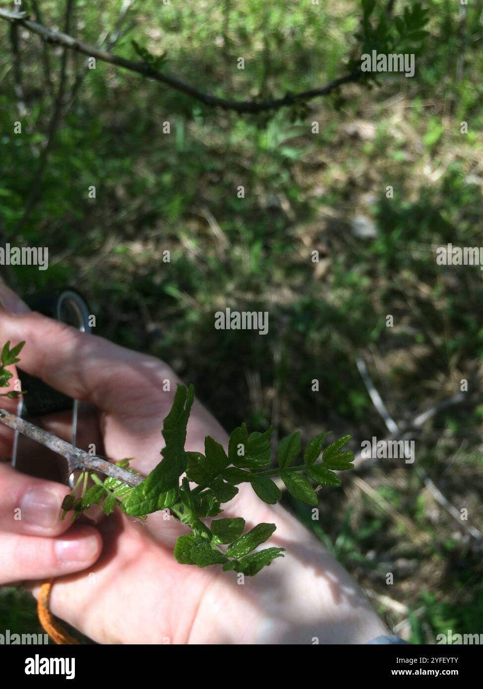 common prickly ash (Zanthoxylum americanum Stock Photo - Alamy