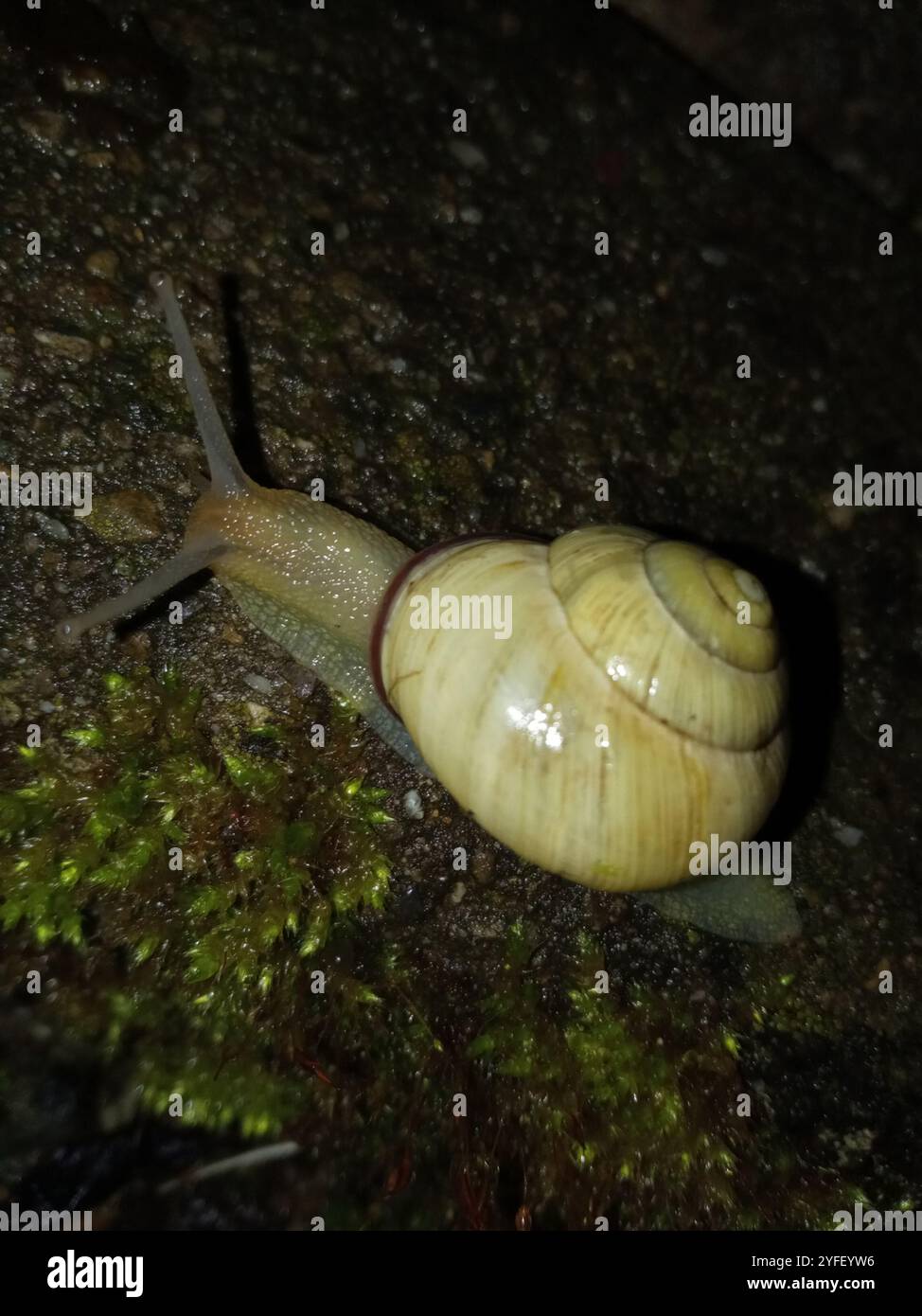 Brown-lipped Snail (Cepaea nemoralis Stock Photo - Alamy