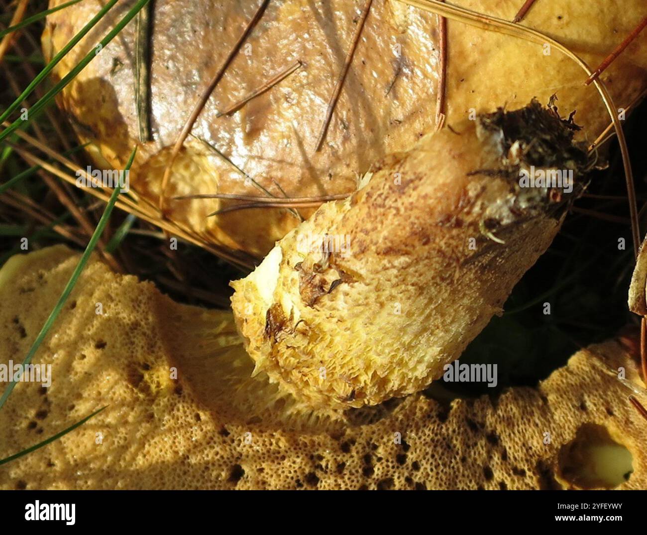 Slippery Jacks (Suillus Stock Photo - Alamy