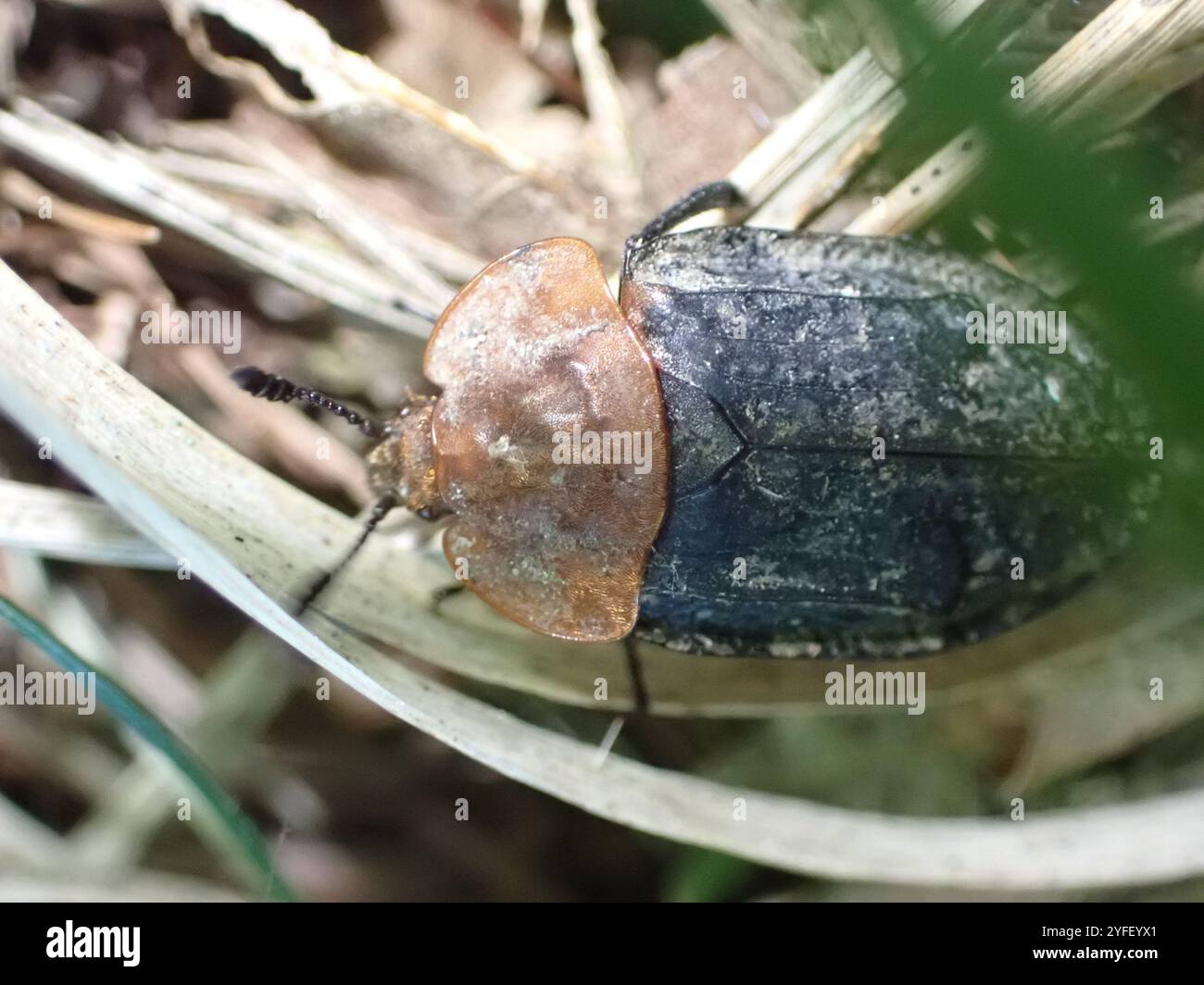 Red-breasted Carrion Beetle (Oiceoptoma thoracicum Stock Photo - Alamy