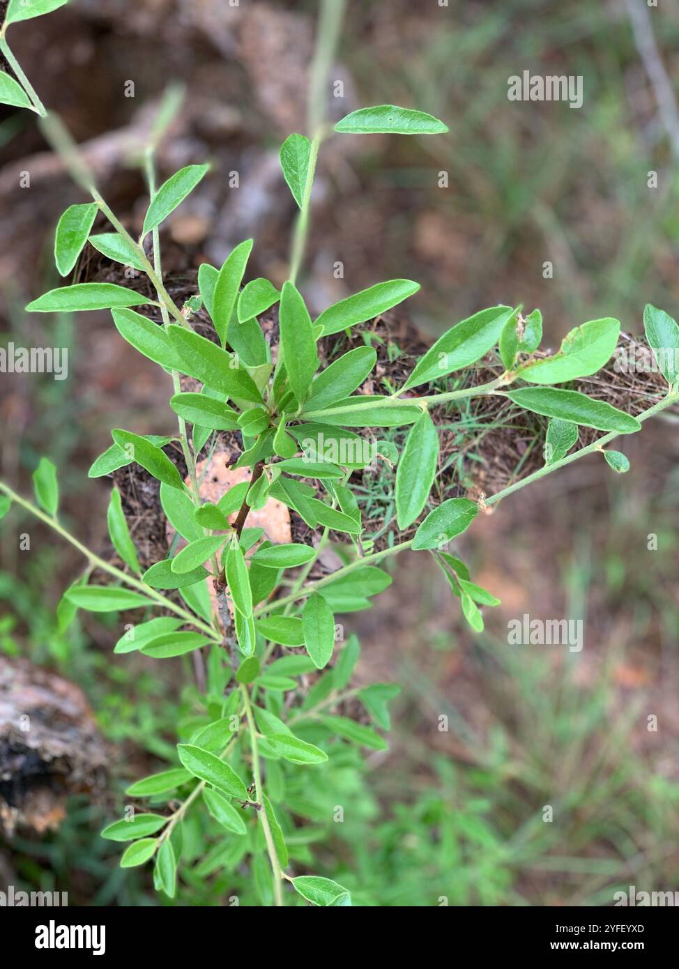 Gum bumelia (Sideroxylon lanuginosum Stock Photo - Alamy