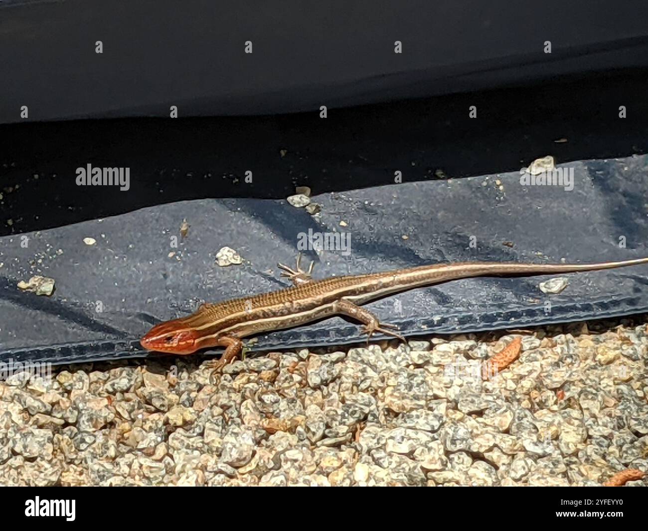 Southeastern Five-lined Skink (Plestiodon inexpectatus Stock Photo - Alamy