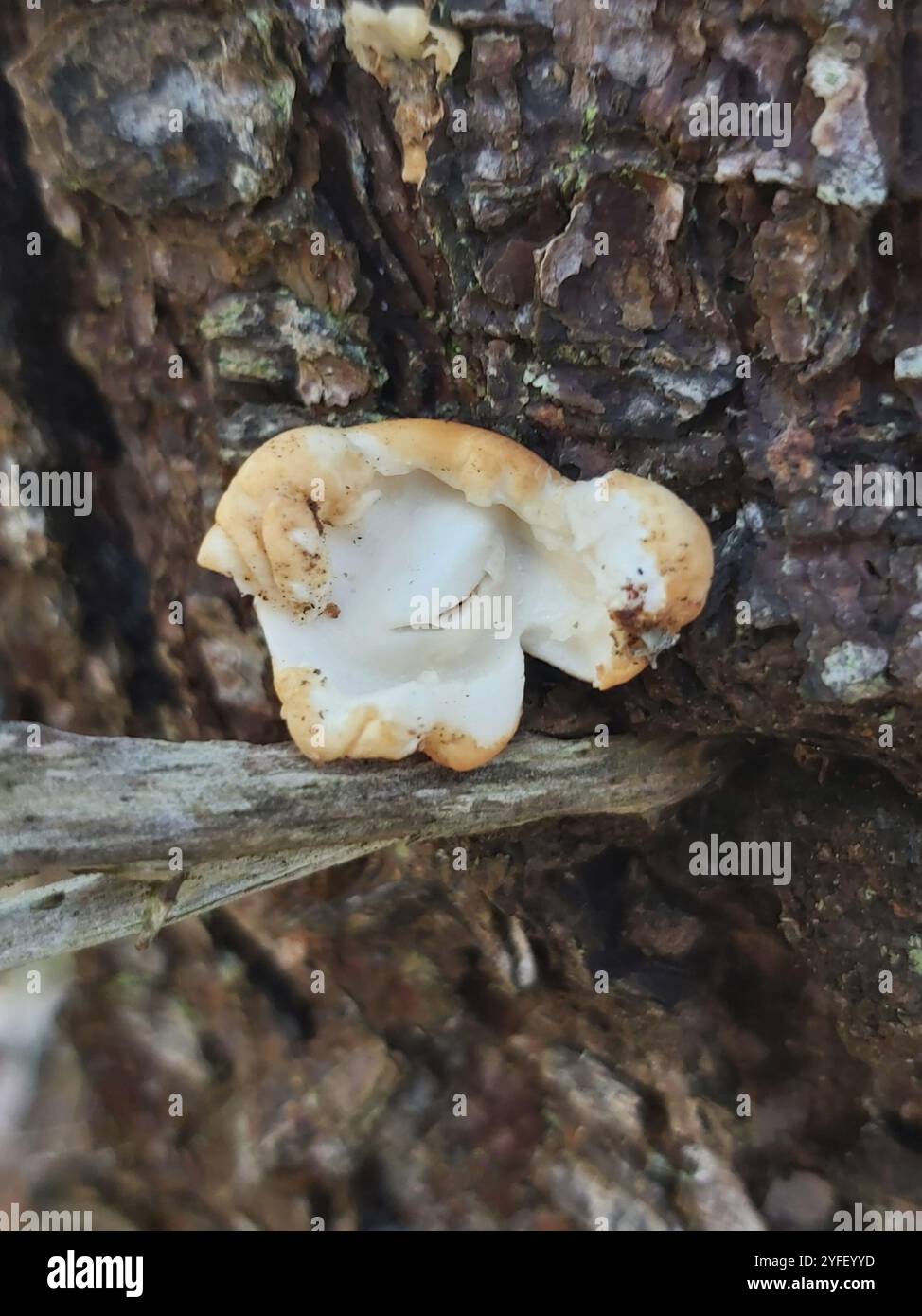 Volvatus hi-res stock photography and images - Alamy