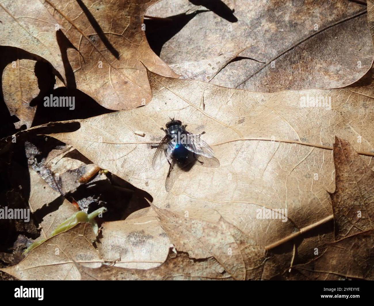 Shiny Blue Bottle Fly (Cynomya cadaverina Stock Photo - Alamy