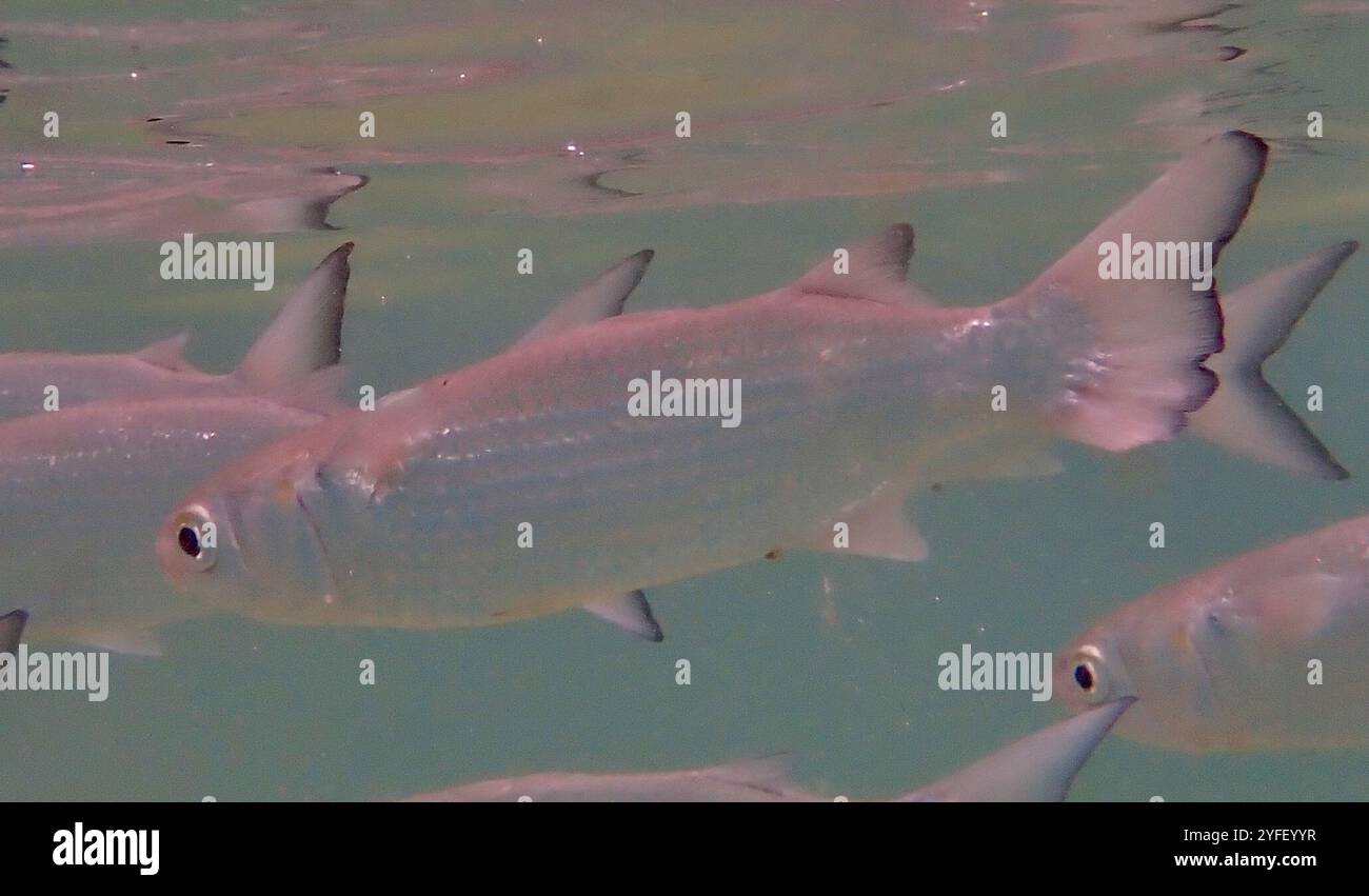 White Mullet (Mugil curema Stock Photo - Alamy