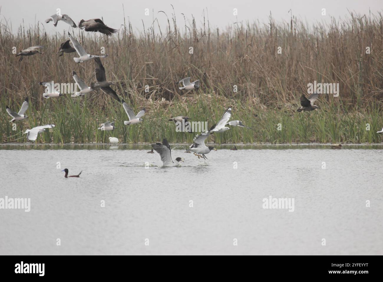 Gray Gull (Leucophaeus modestus Stock Photo - Alamy