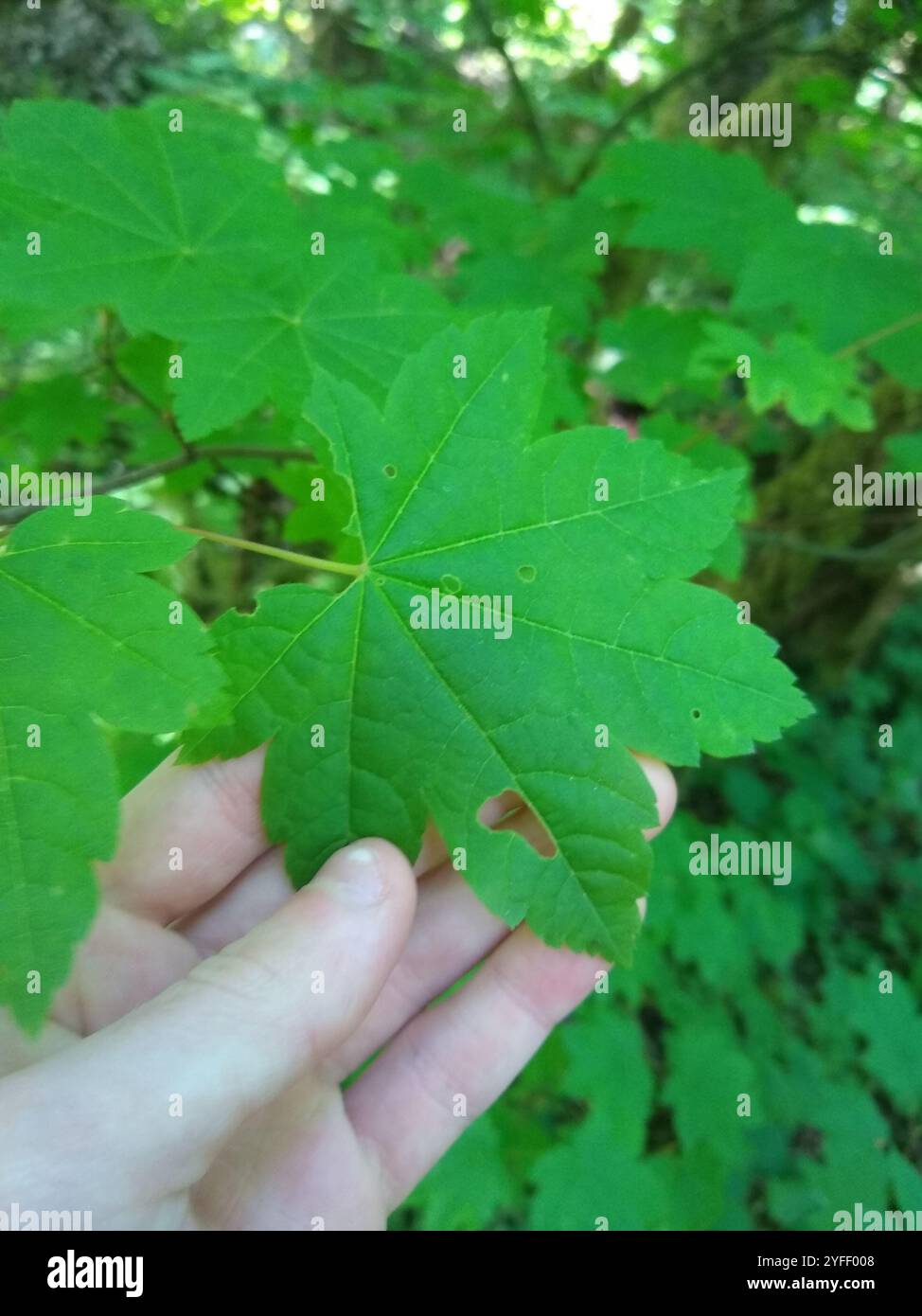 Vine Maple (Acer circinatum Stock Photo - Alamy