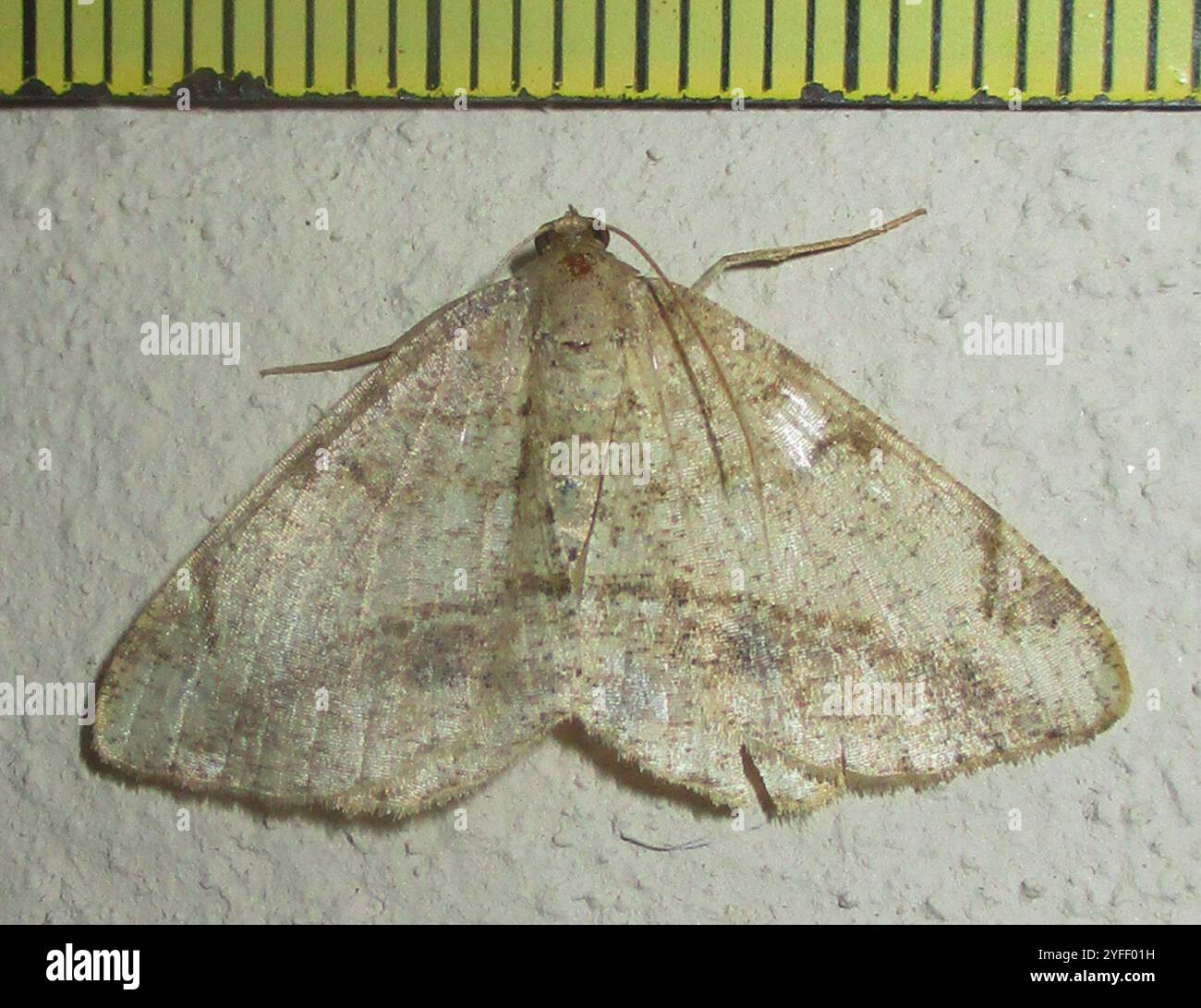 Geometer Moths (Geometridae Stock Photo - Alamy