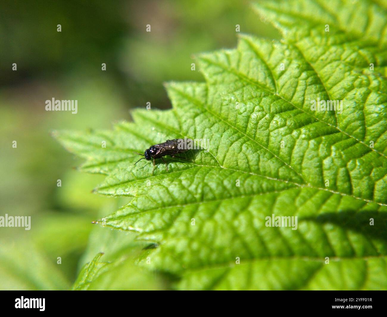 Common Sawflies (Tenthredinidae Stock Photo - Alamy