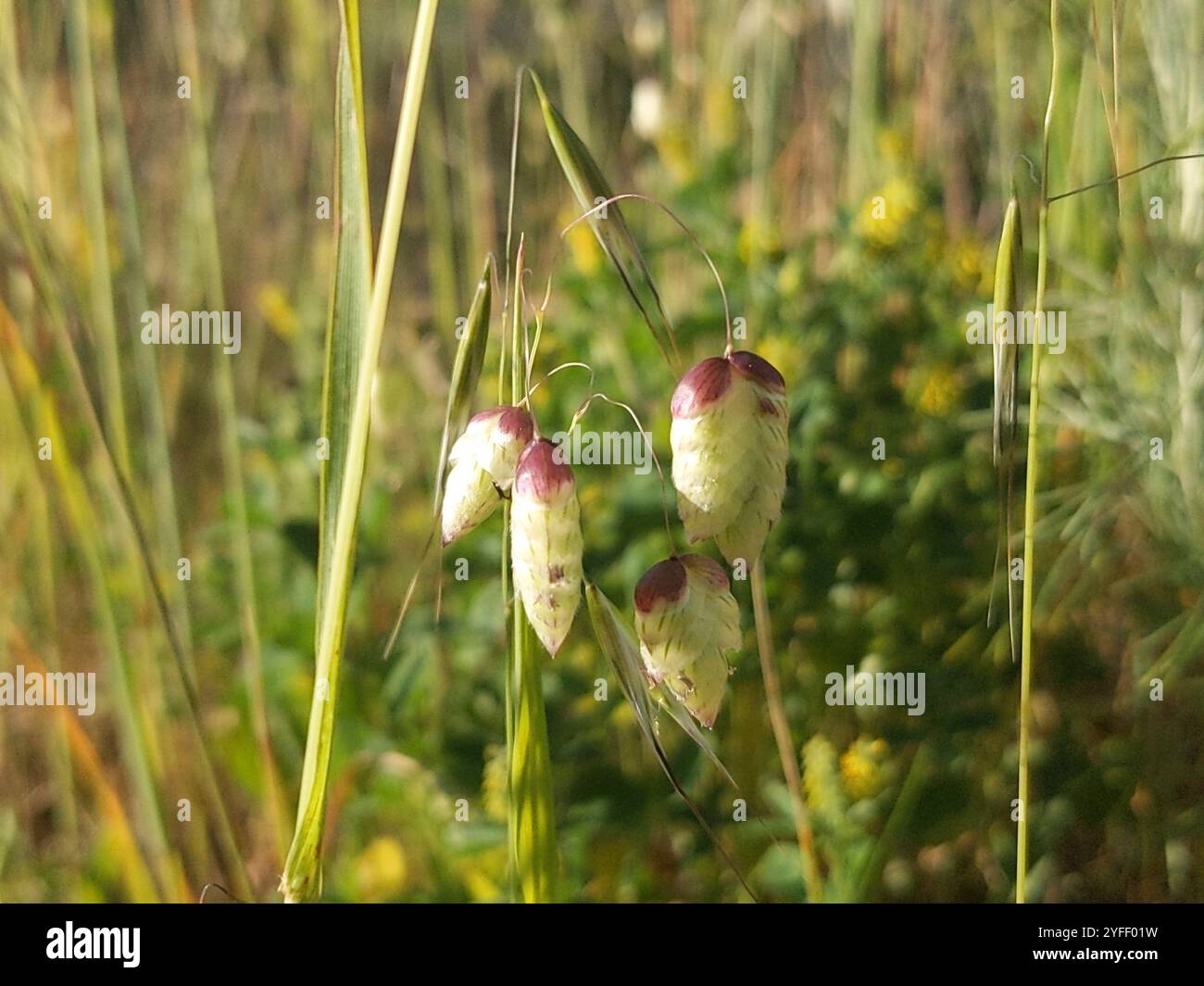 Greater Quaking Grass (Briza maxima Stock Photo - Alamy