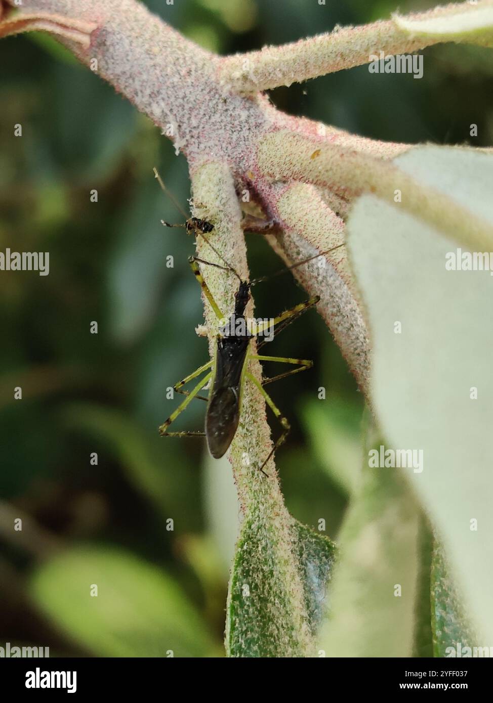 Pale green assassin bug zelus luridus hi-res stock photography and ...