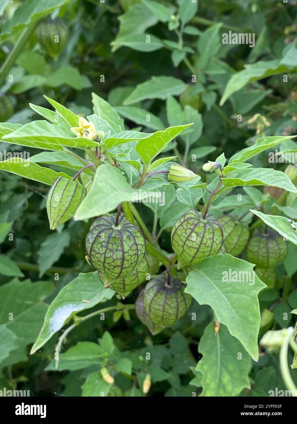 cutleaf groundcherry (Physalis angulata Stock Photo - Alamy