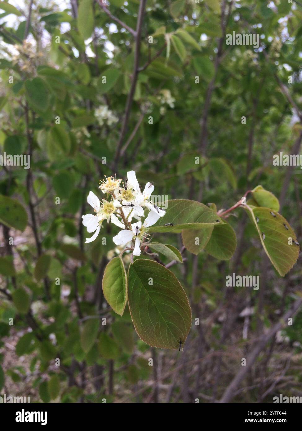 Running Serviceberry (Amelanchier stolonifera Stock Photo - Alamy