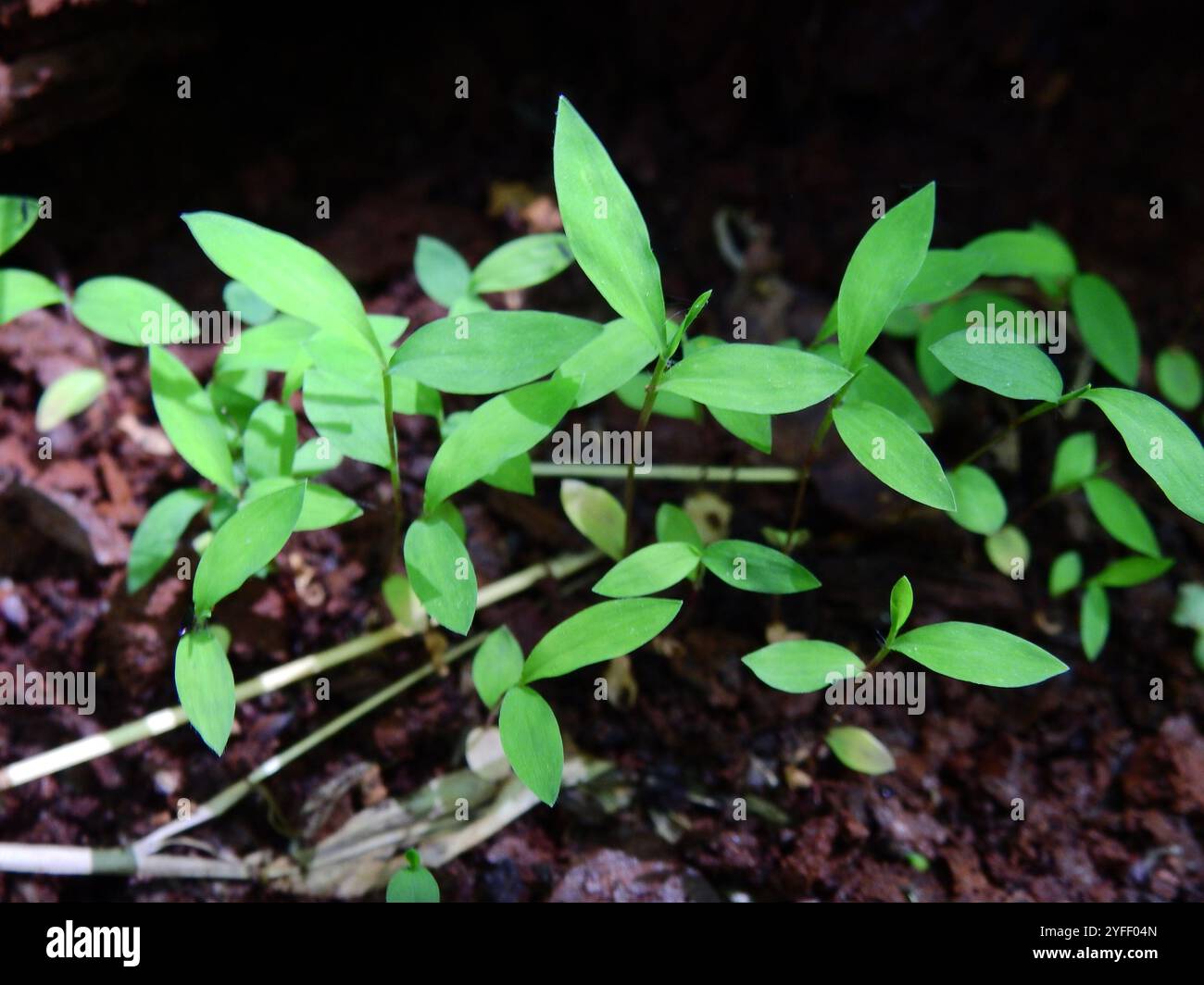 Japanese stiltgrass (Microstegium vimineum Stock Photo - Alamy