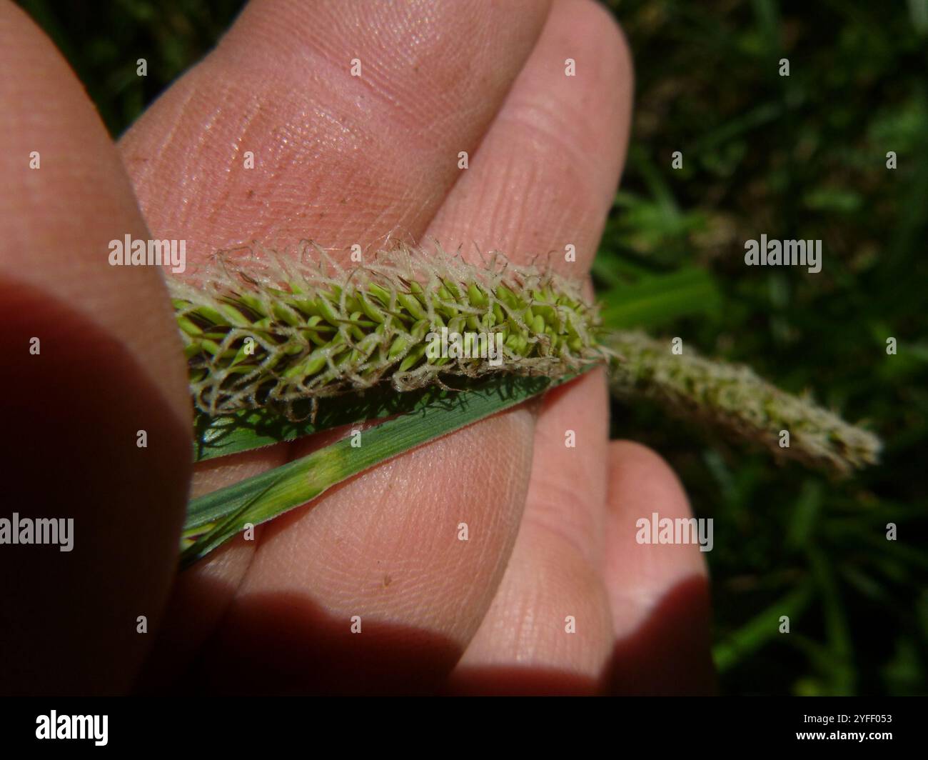 lesser pond sedge (Carex acutiformis Stock Photo - Alamy