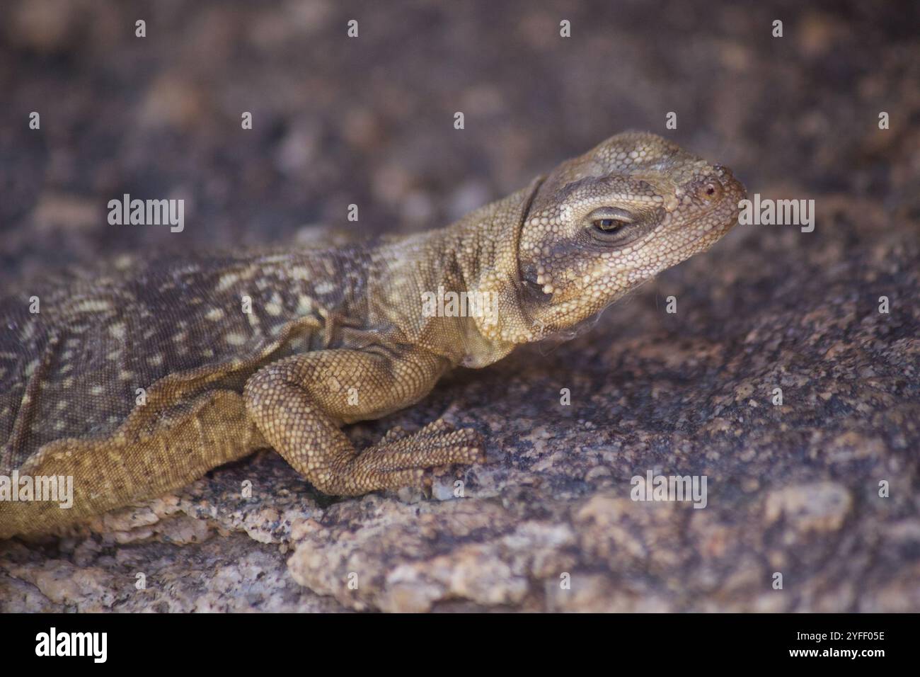 Common Chuckwalla (Sauromalus ater Stock Photo - Alamy